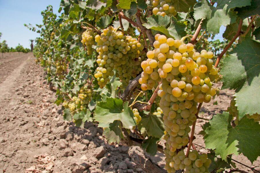 Ica : Machu Picchu Brasil